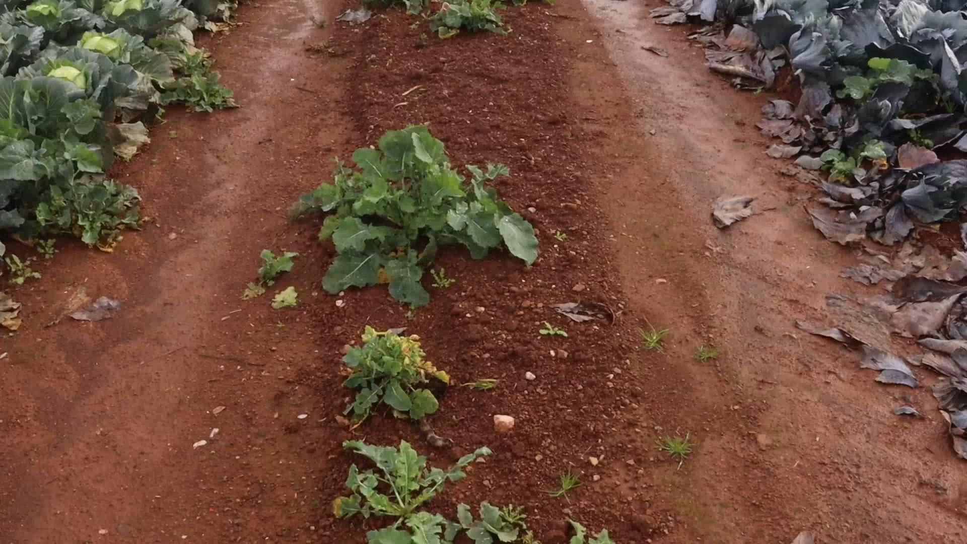 Devon Fresh | Fresh Produce in Devon